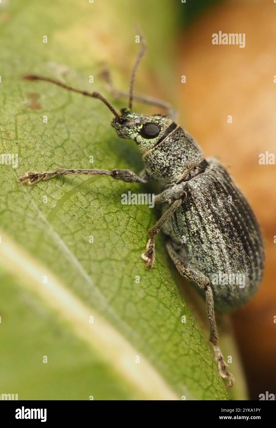Asian oak weevil hi-res stock photography and images - Alamy
