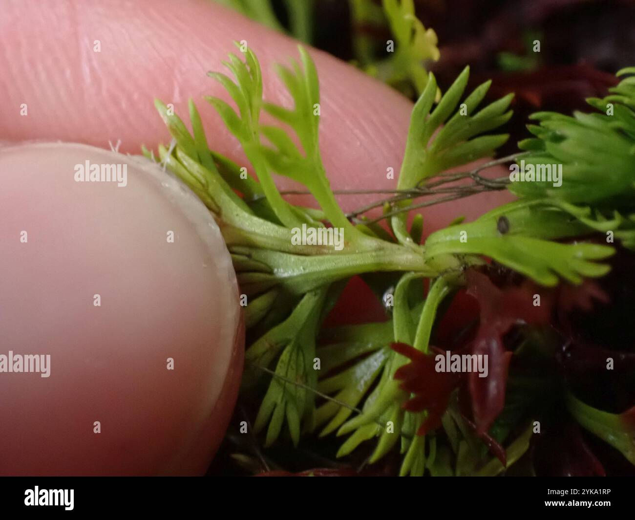 Partridgefoot (Luetkea pectinata Stock Photo - Alamy