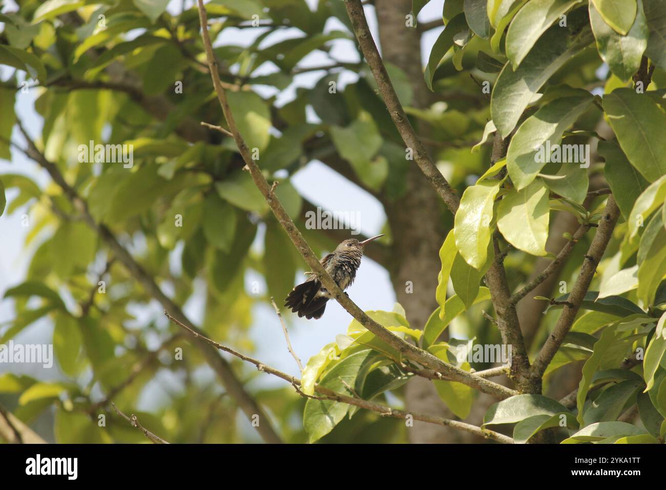 Chionomesa lactea hi-res stock photography and images - Alamy