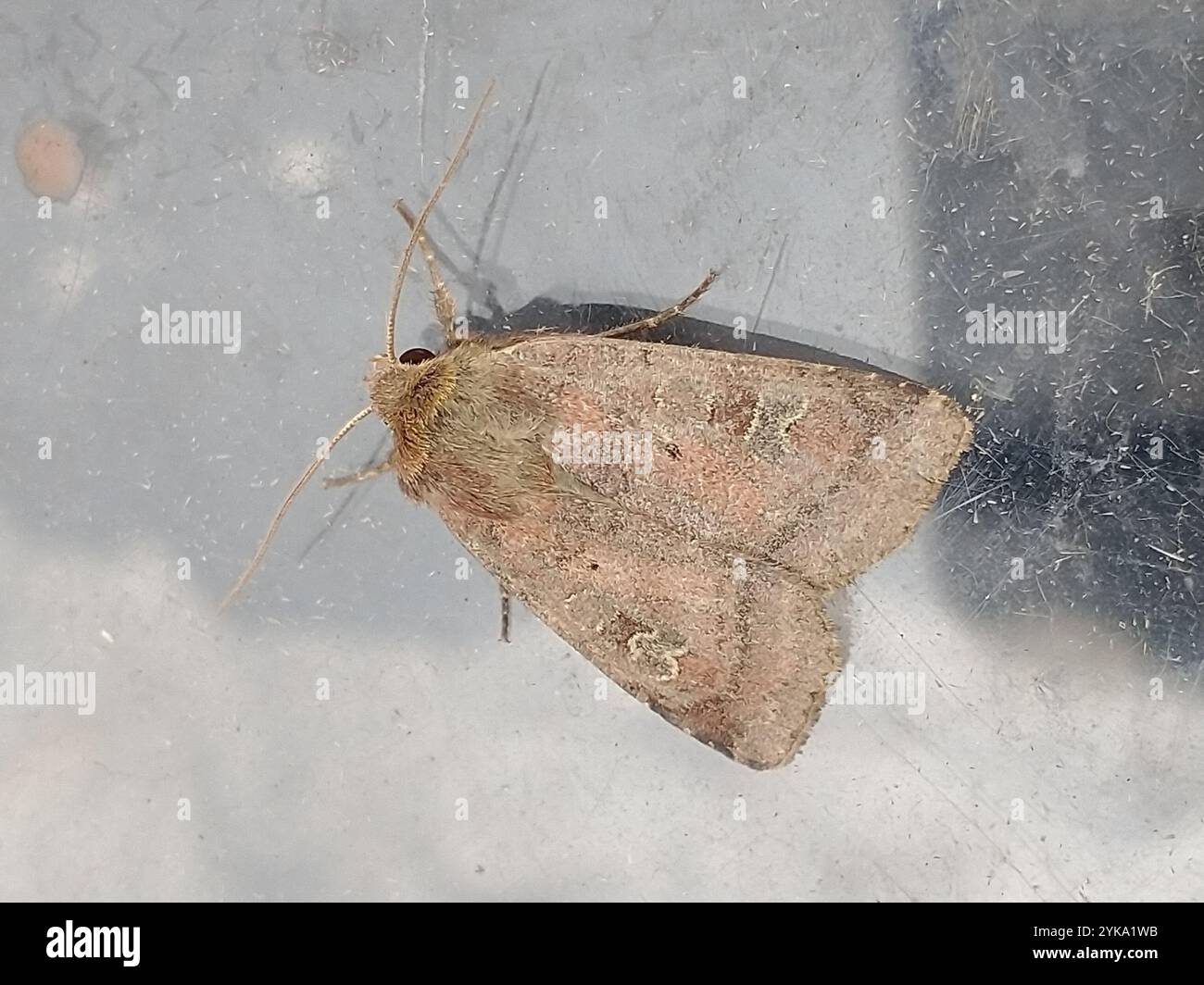 Small Square-spot (Diarsia rubi Stock Photo - Alamy