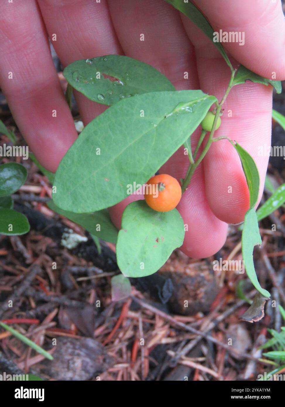Northern Comandra (Geocaulon lividum Stock Photo - Alamy