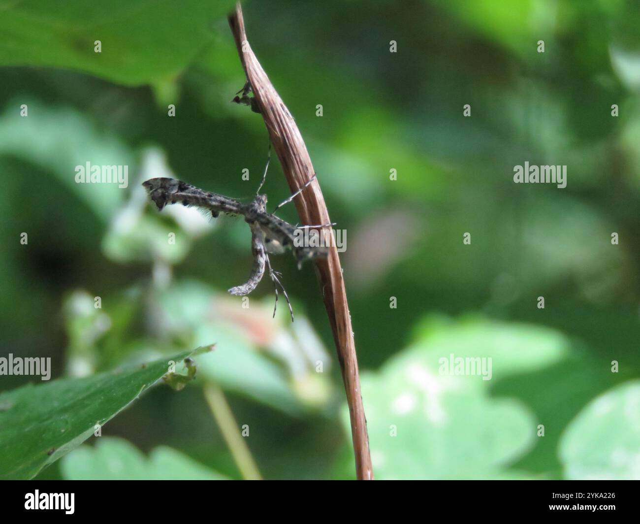 Geranium plume moth hi-res stock photography and images - Alamy