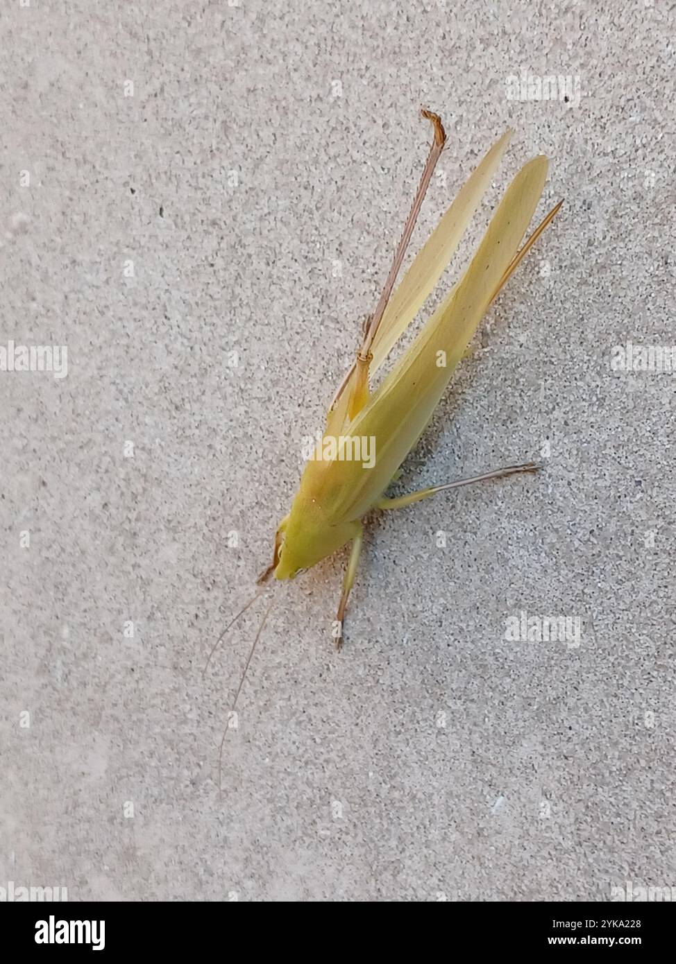 Common Coneheads (Neoconocephalus Stock Photo - Alamy