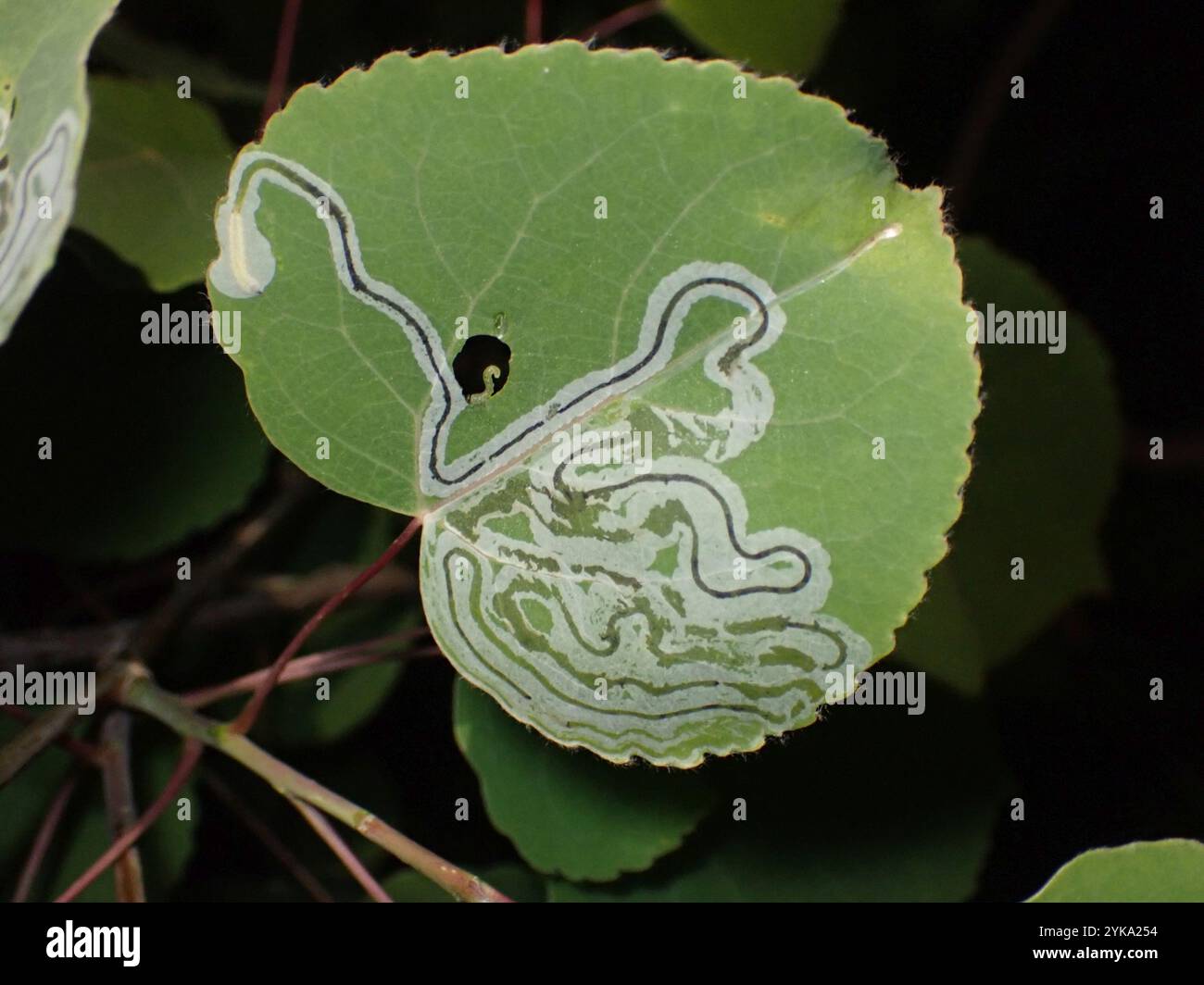 Aspen Serpentine Leafminer Moth (Phyllocnistis populiella Stock Photo ...