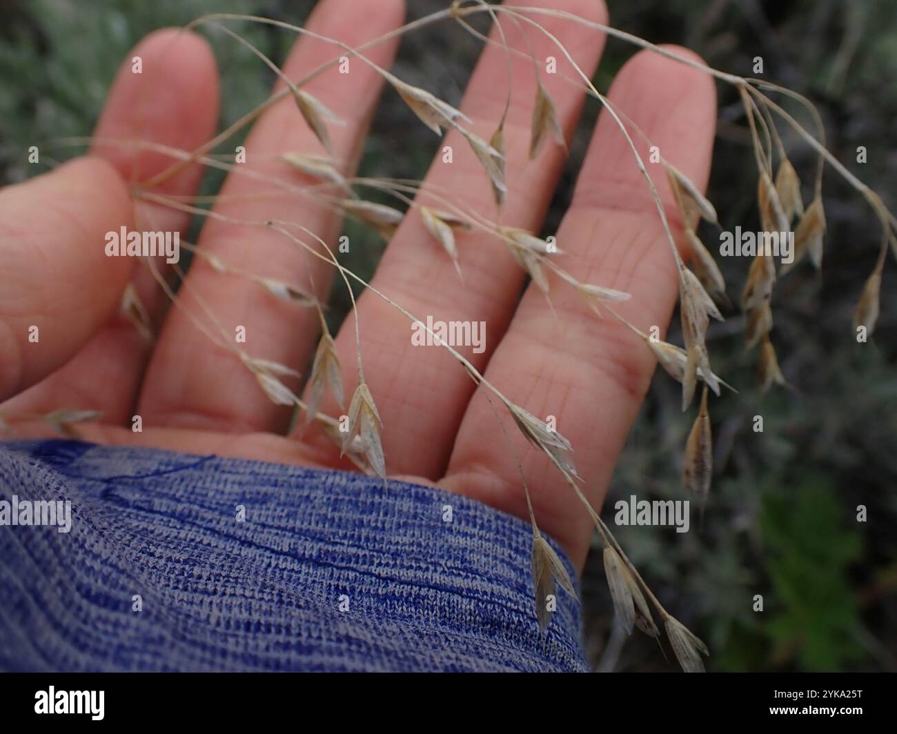 Japanese brome (Bromus japonicus Stock Photo - Alamy