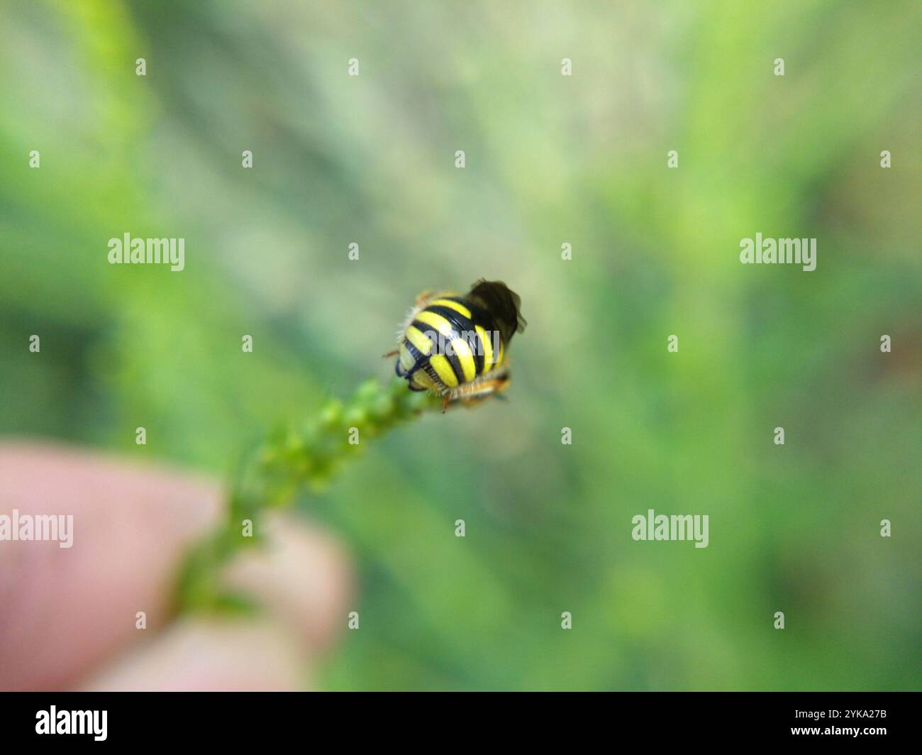 Anthidium oblongatum hi-res stock photography and images - Alamy