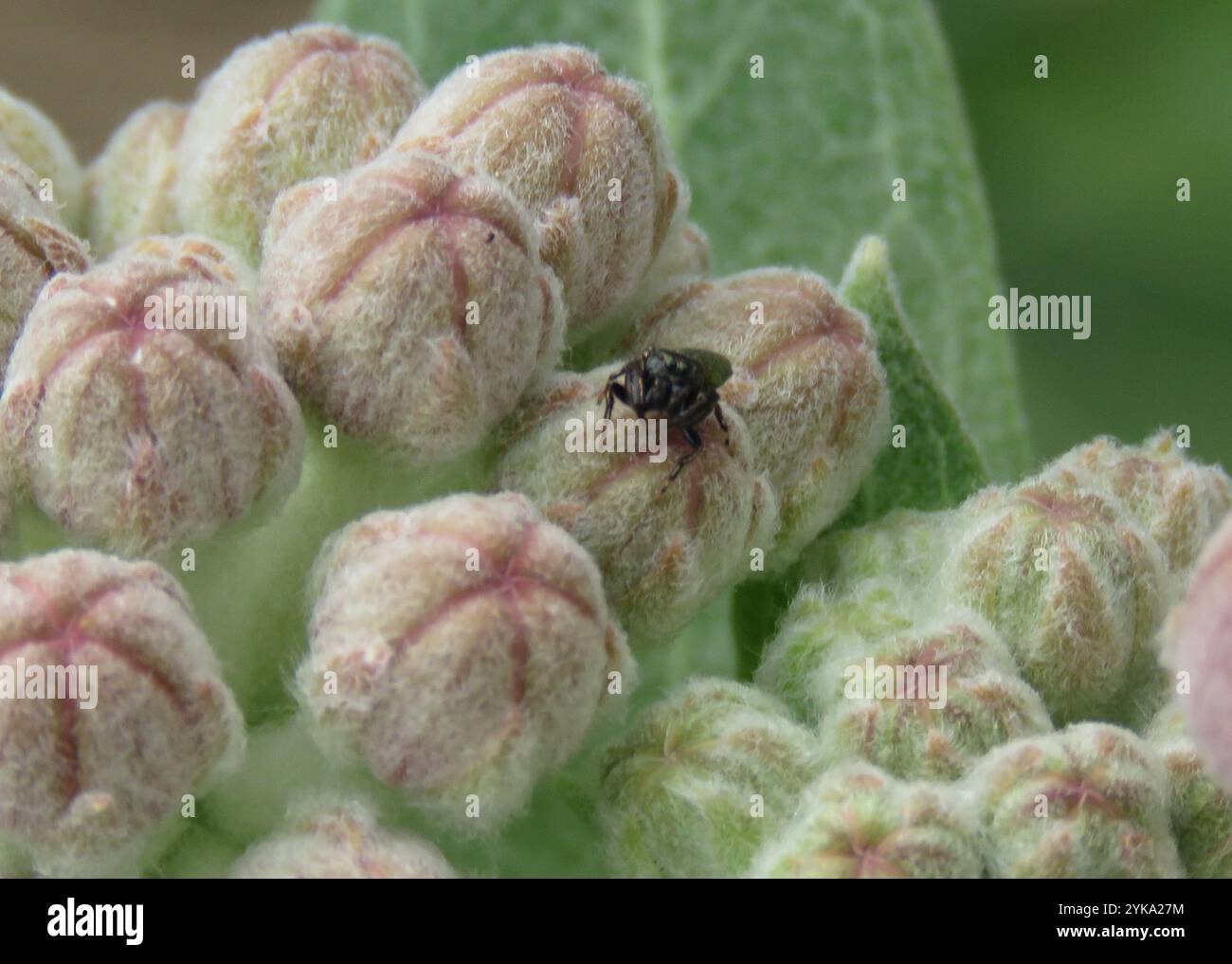 Buttonhook Leafbeetle Jumping Spider (Sassacus vitis Stock Photo - Alamy