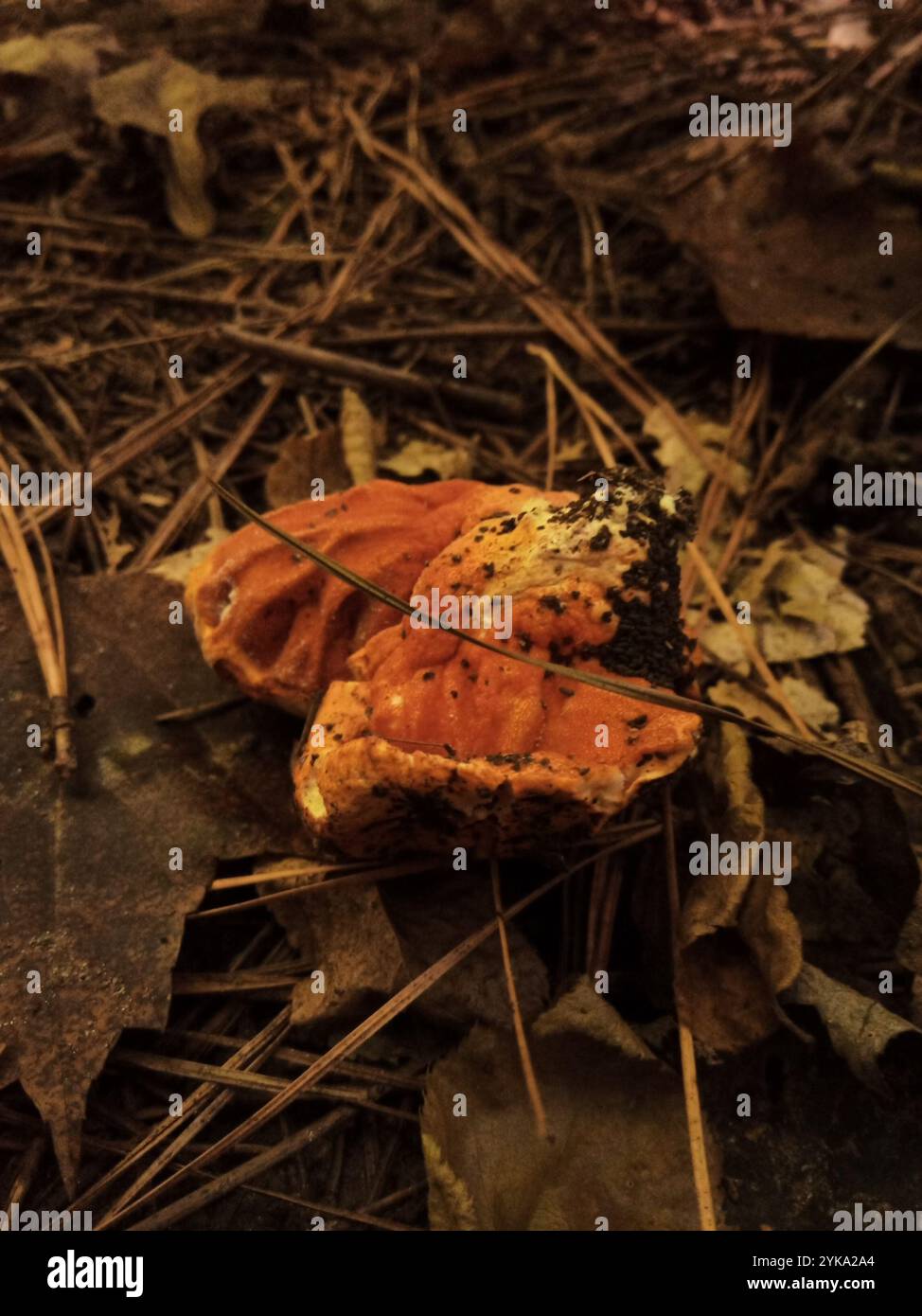 lobster mushroom (Hypomyces lactifluorum Stock Photo - Alamy