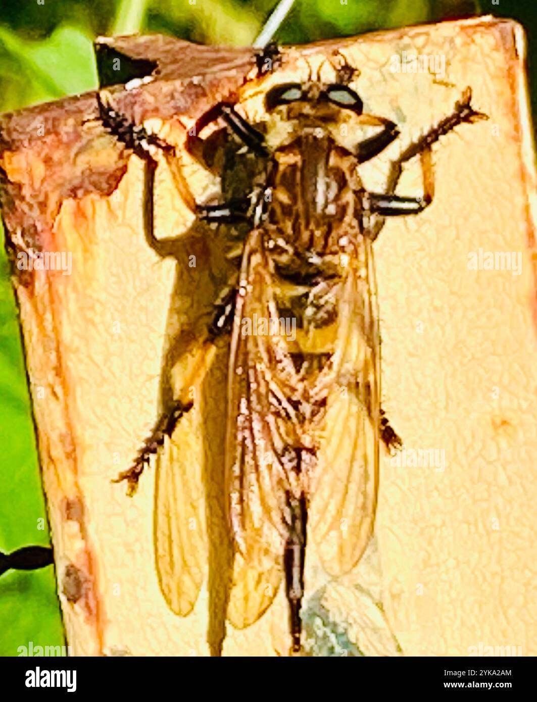 Red-footed Cannibal Fly (Promachus rufipes Stock Photo - Alamy