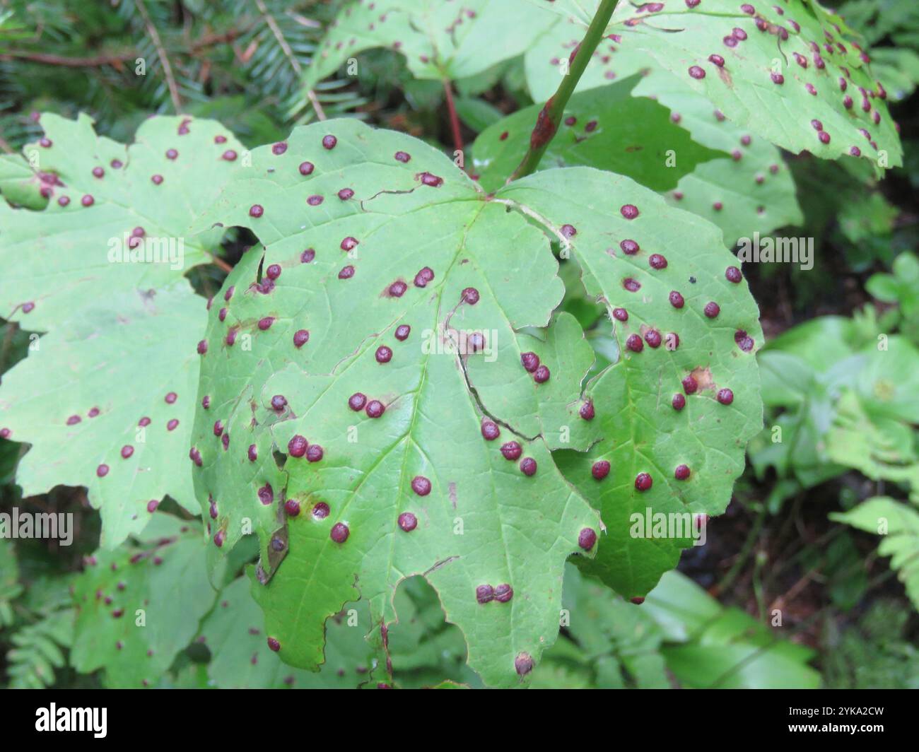 Gall and Rust Mites (Eriophyidae Stock Photo - Alamy