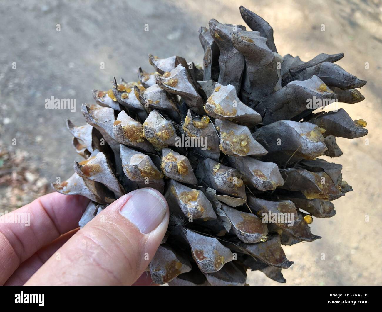 gray pine (Pinus sabiniana Stock Photo - Alamy