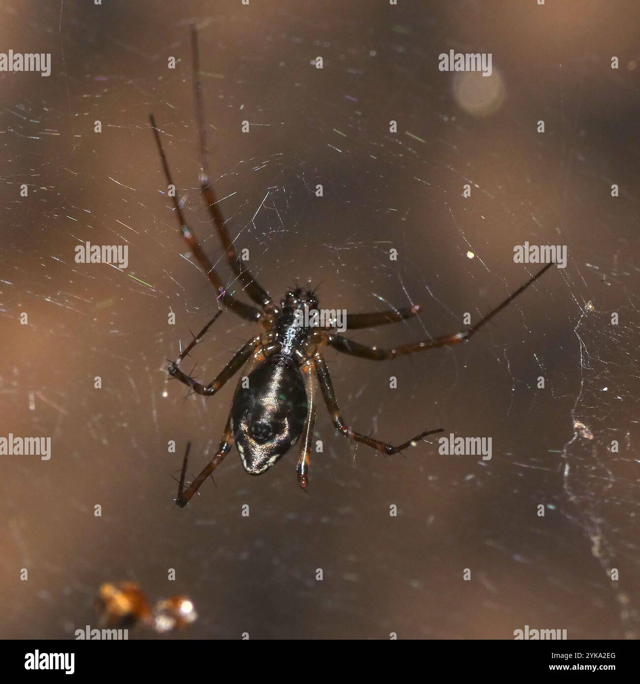 Sheetweb and Dwarf Weavers (Linyphiidae Stock Photo - Alamy
