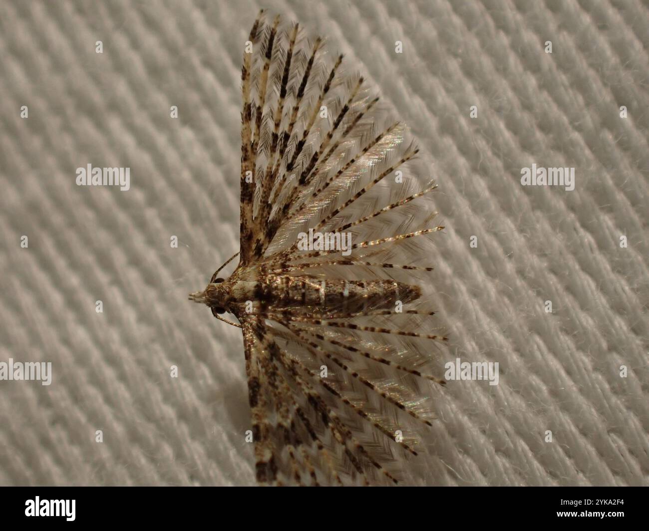 Montana Six-plume Moth (Alucita montana Stock Photo - Alamy