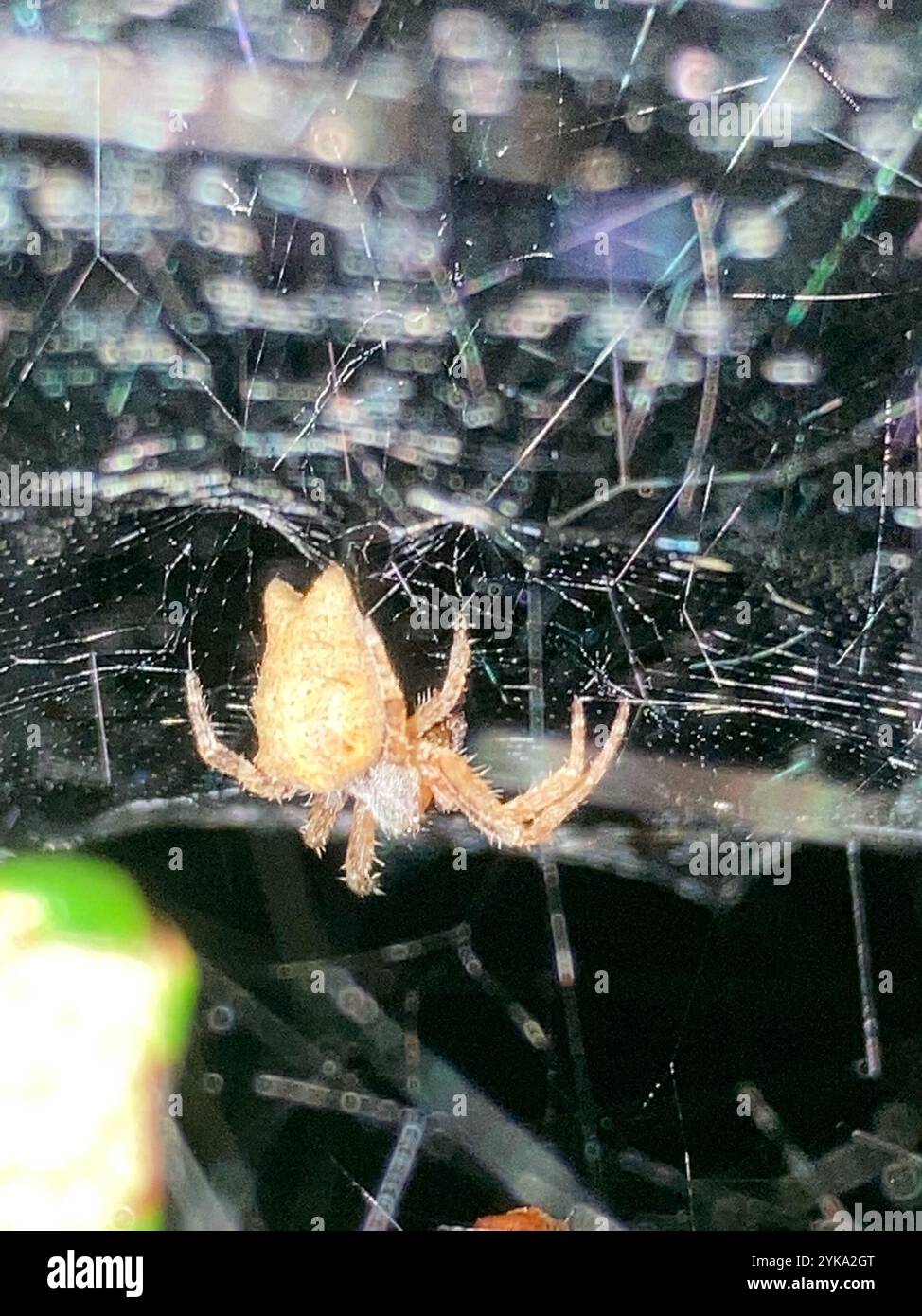 Tropical tent web spider hi-res stock photography and images - Alamy