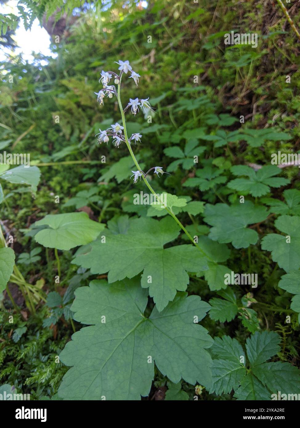 Oneleaf Foamflower (Tiarella trifoliata unifoliata Stock Photo - Alamy