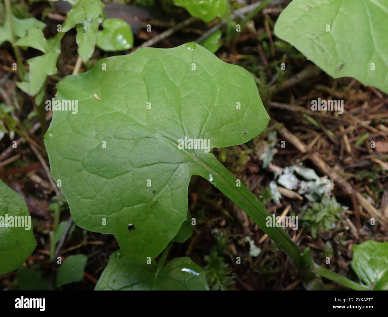 American trailplant hi-res stock photography and images - Alamy