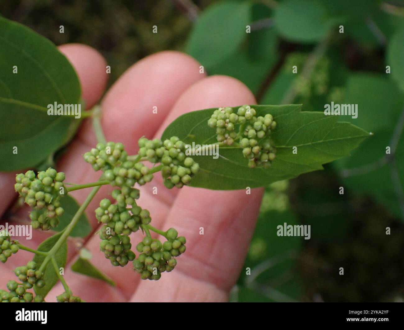 Shinyleaf Meadowsweet (Spiraea lucida Stock Photo - Alamy