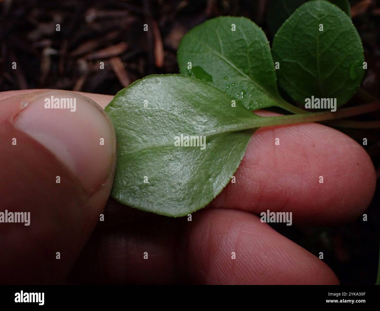 green-flowered wintergreen (Pyrola chlorantha Stock Photo - Alamy
