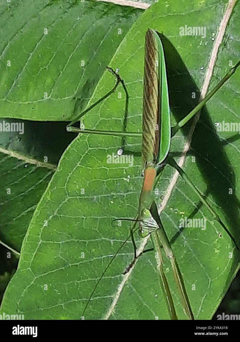 Narrow-winged Mantis (Tenodera angustipennis Stock Photo - Alamy