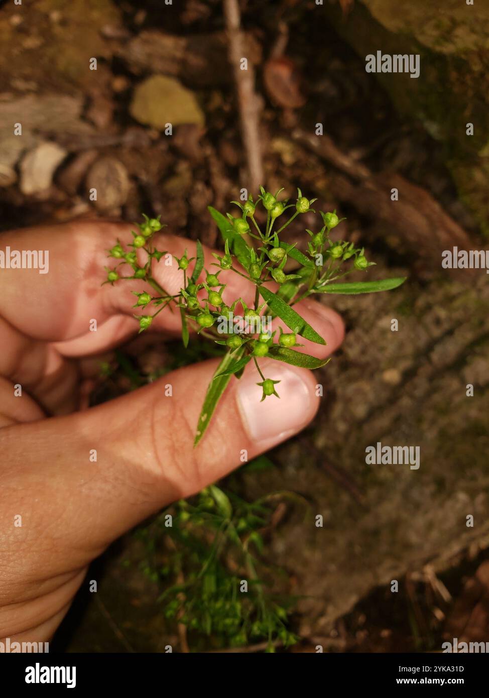 Long leaved houstonia hi-res stock photography and images - Alamy