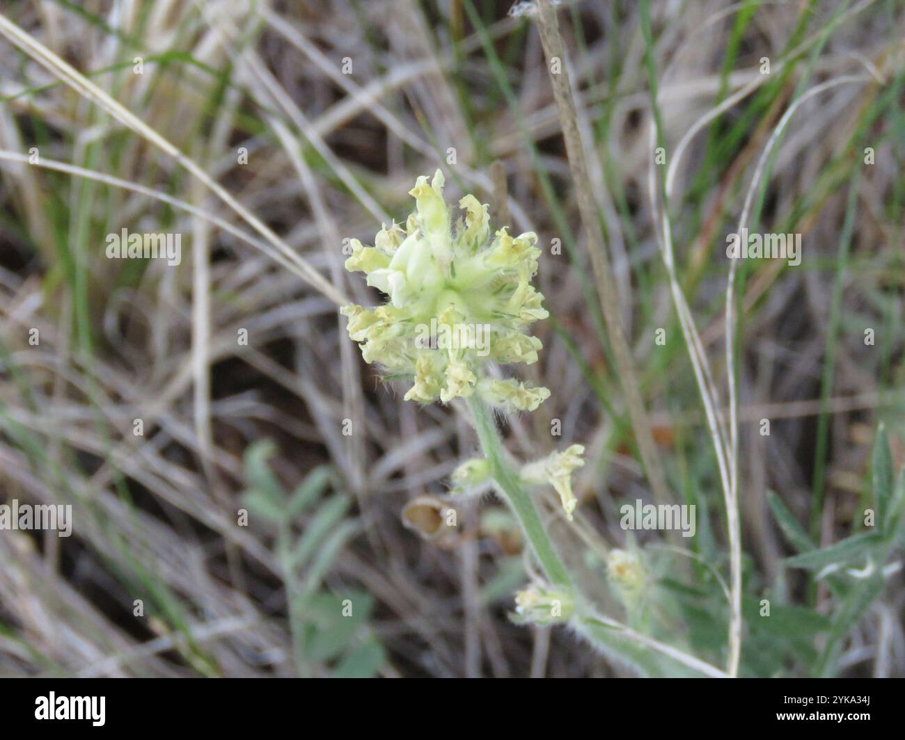 Field oxytropis hi-res stock photography and images - Alamy