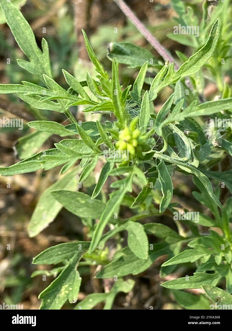 western ragweed (Ambrosia psilostachya Stock Photo - Alamy