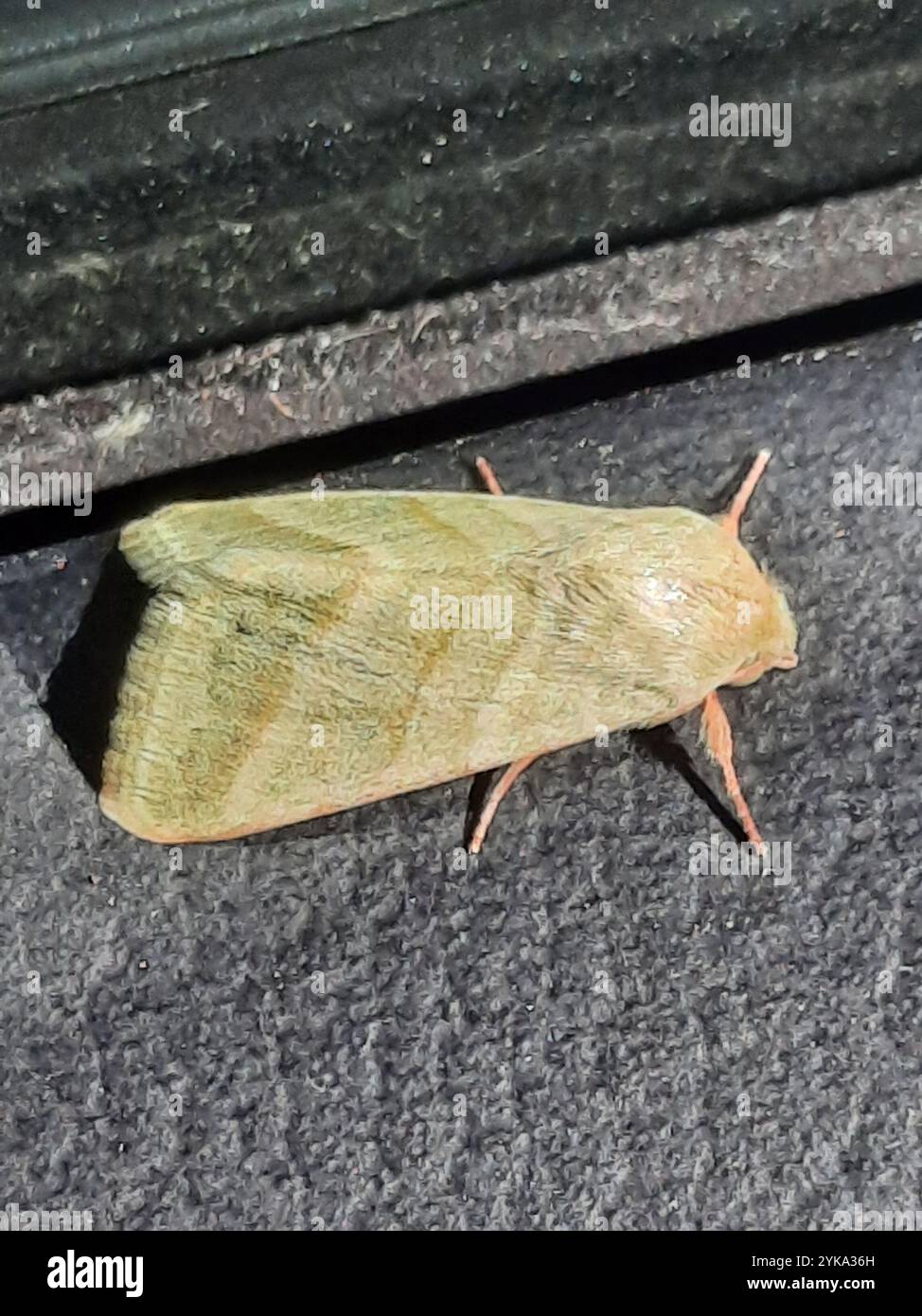 Subflexus Straw Moth (Chloridea subflexa Stock Photo - Alamy