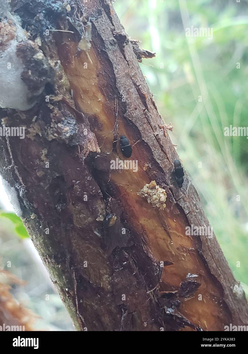 Sap feeding beetles nitidulidae hi-res stock photography and images - Alamy