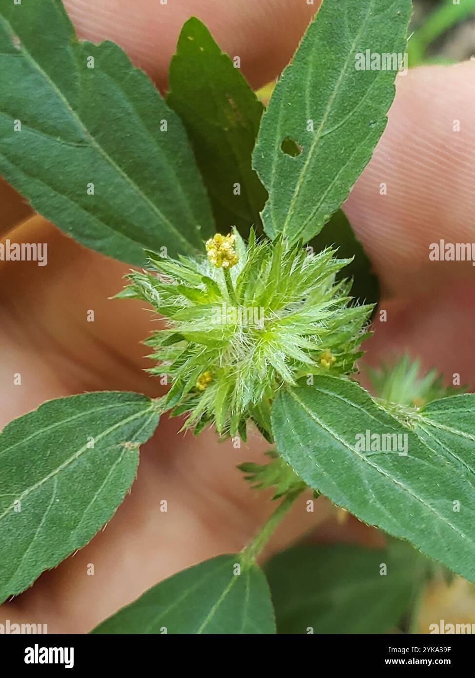 Virginia Three-seed Mercury (Acalypha virginica Stock Photo - Alamy