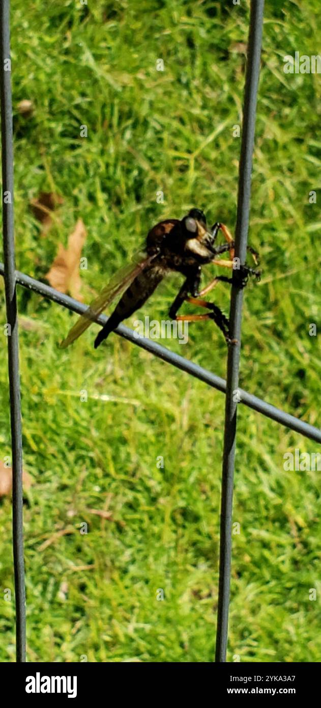 Red-footed Cannibal Fly (Promachus rufipes Stock Photo - Alamy
