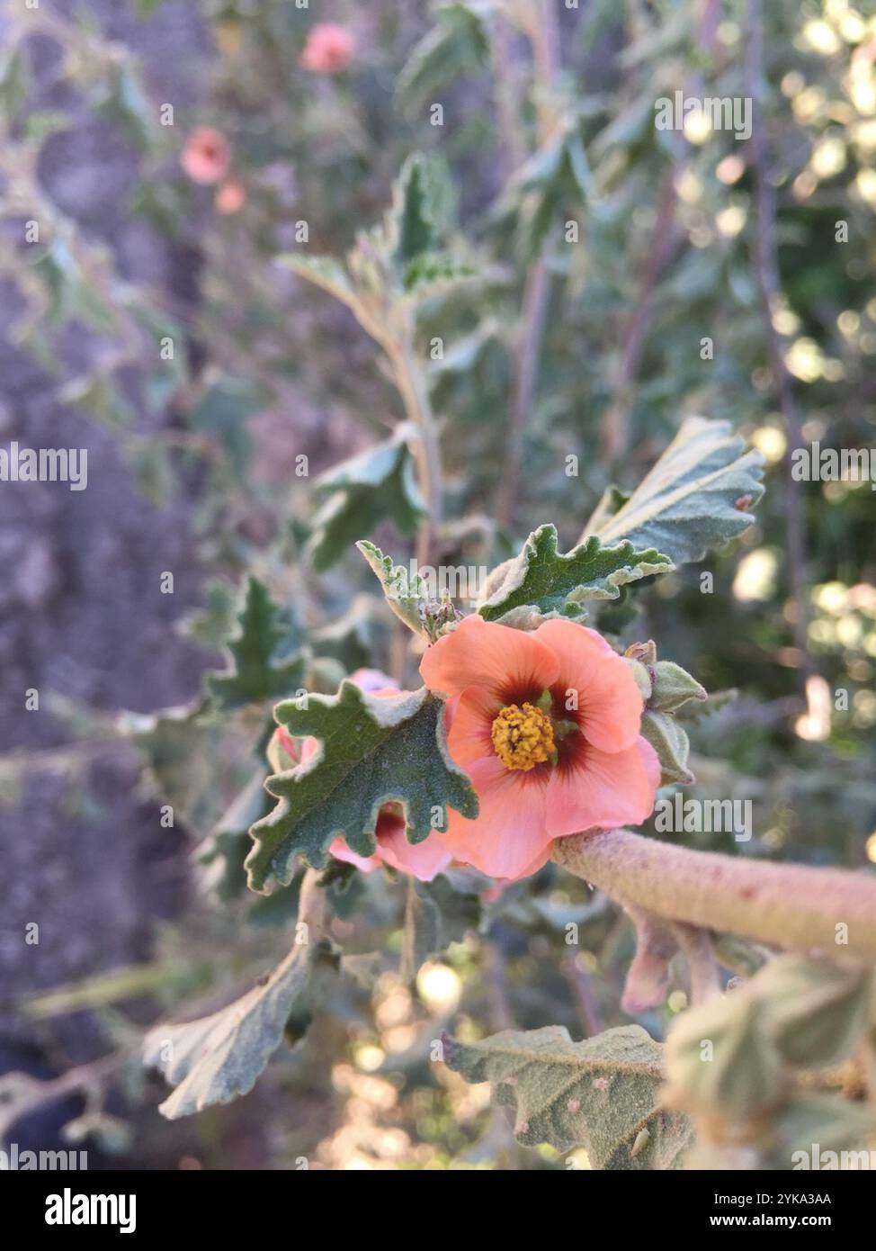 Latin globemallow (Sphaeralcea bonariensis Stock Photo - Alamy