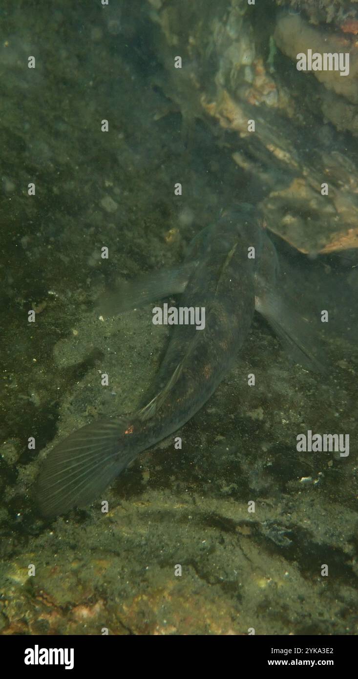 Black Goby (Gobius niger Stock Photo - Alamy