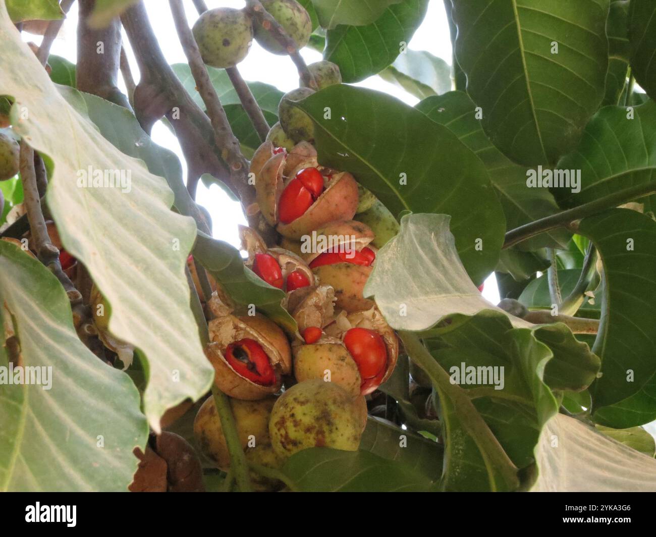 pithraj tree (Aphanamixis polystachya Stock Photo - Alamy