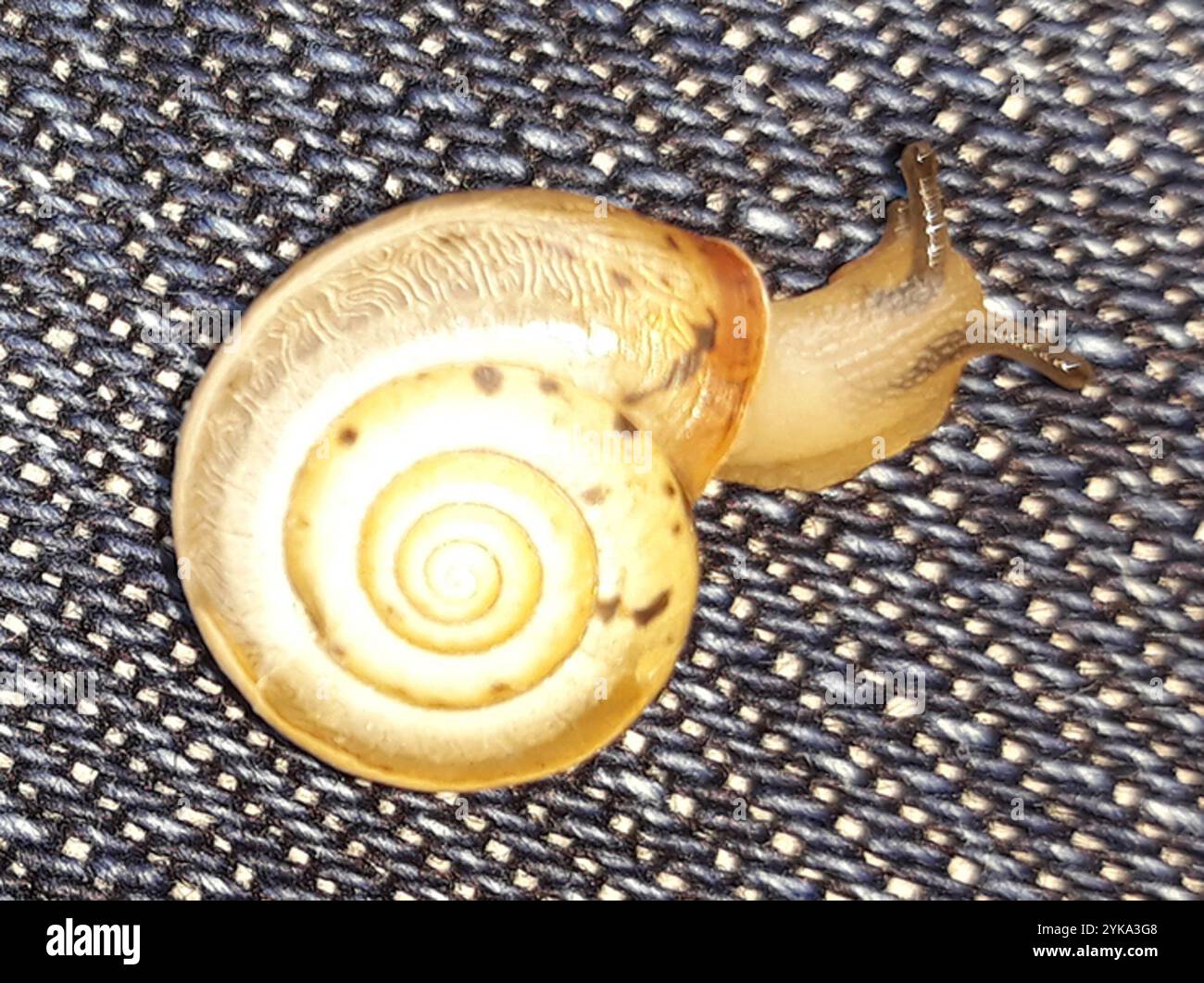 Carthusian snail monacha cartusiana hi-res stock photography and images ...