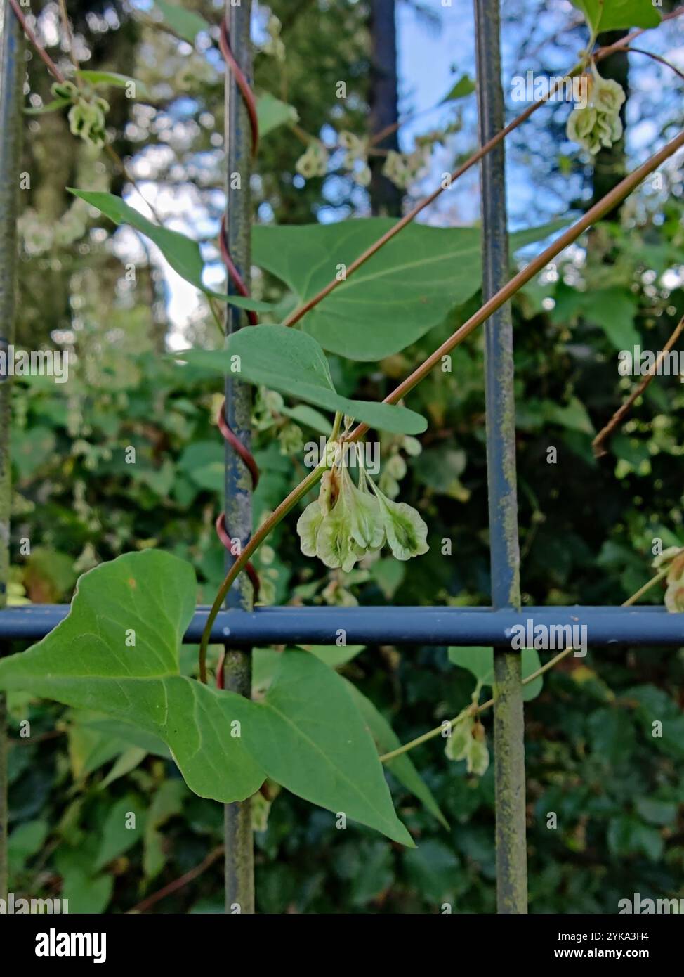 Copse-bindweed (Fallopia dumetorum Stock Photo - Alamy