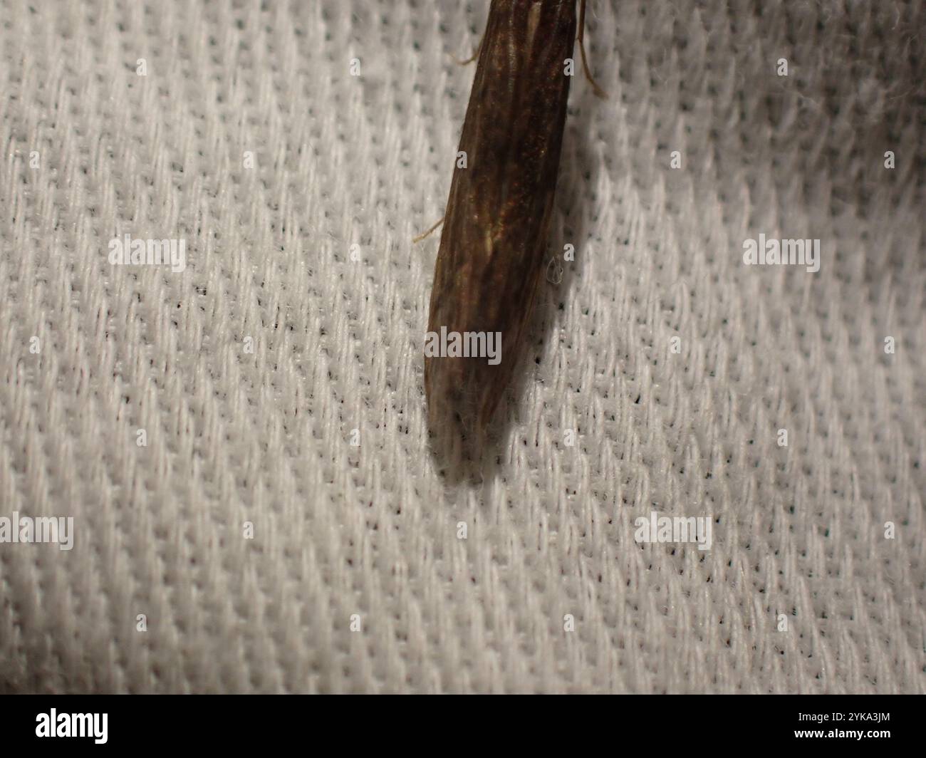 Long horned caddisflies hi-res stock photography and images - Alamy