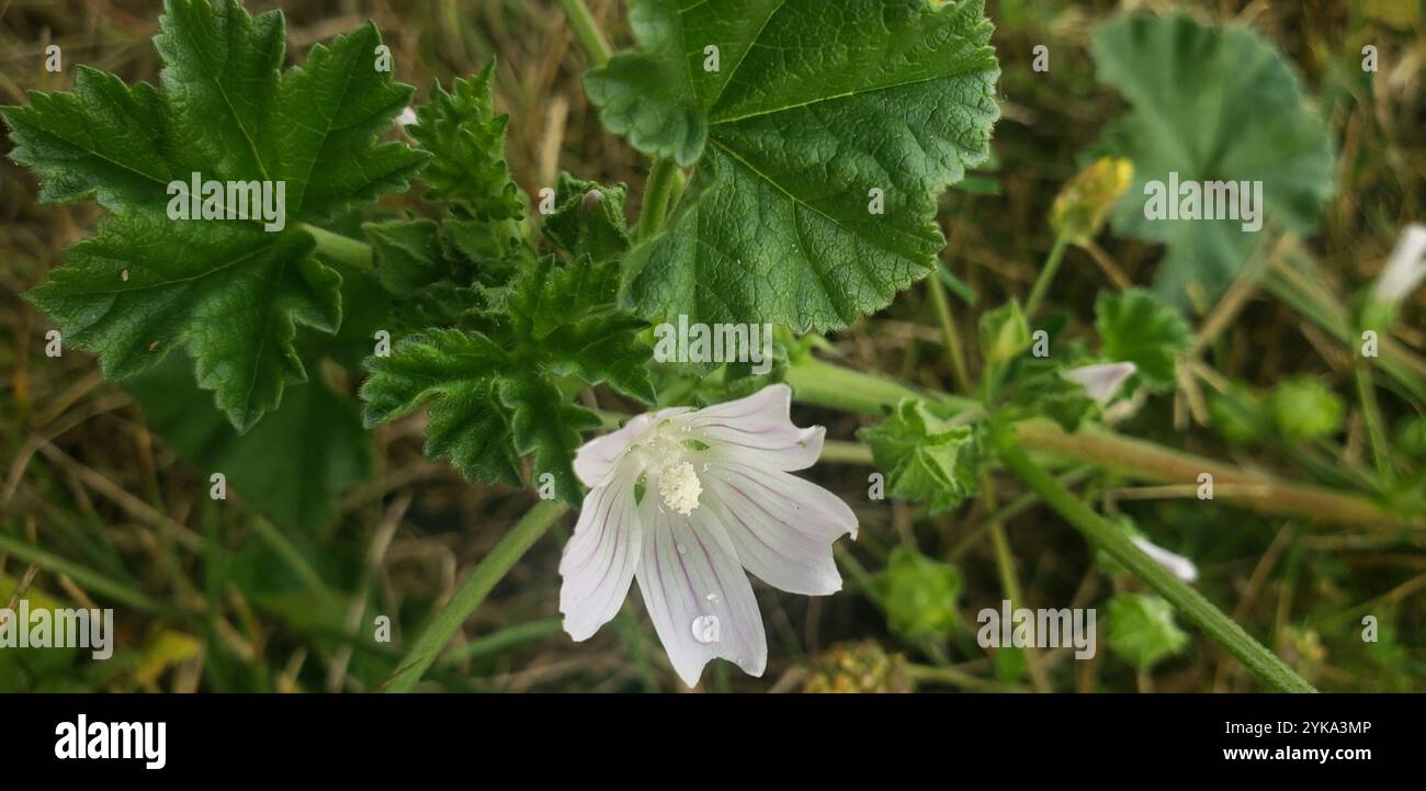 dwarf mallow (Malva neglecta Stock Photo - Alamy