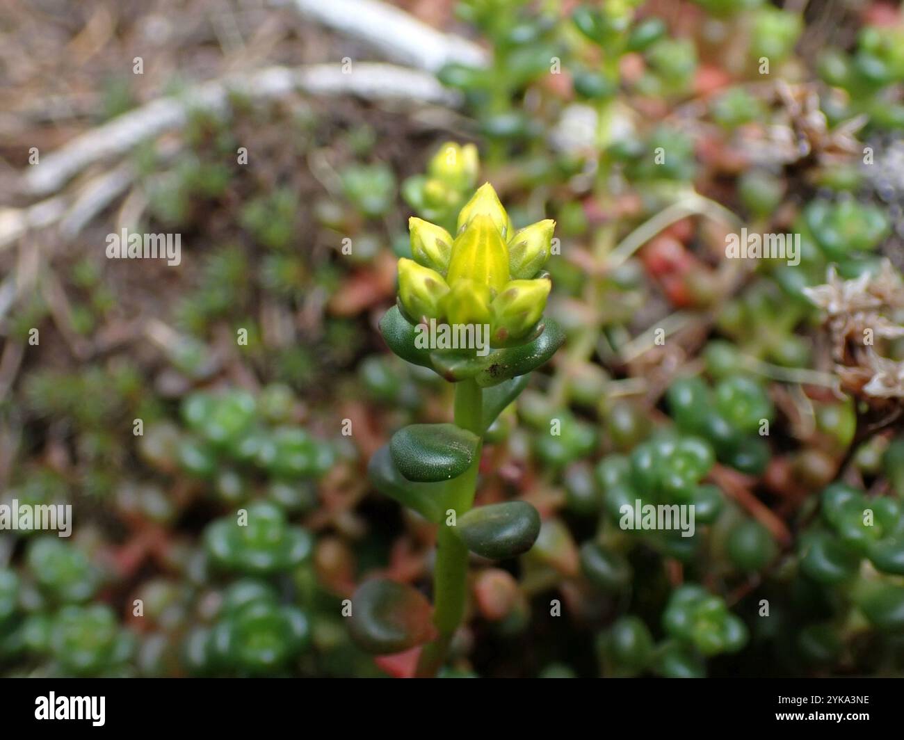Pacific stonecrop (Sedum divergens Stock Photo - Alamy