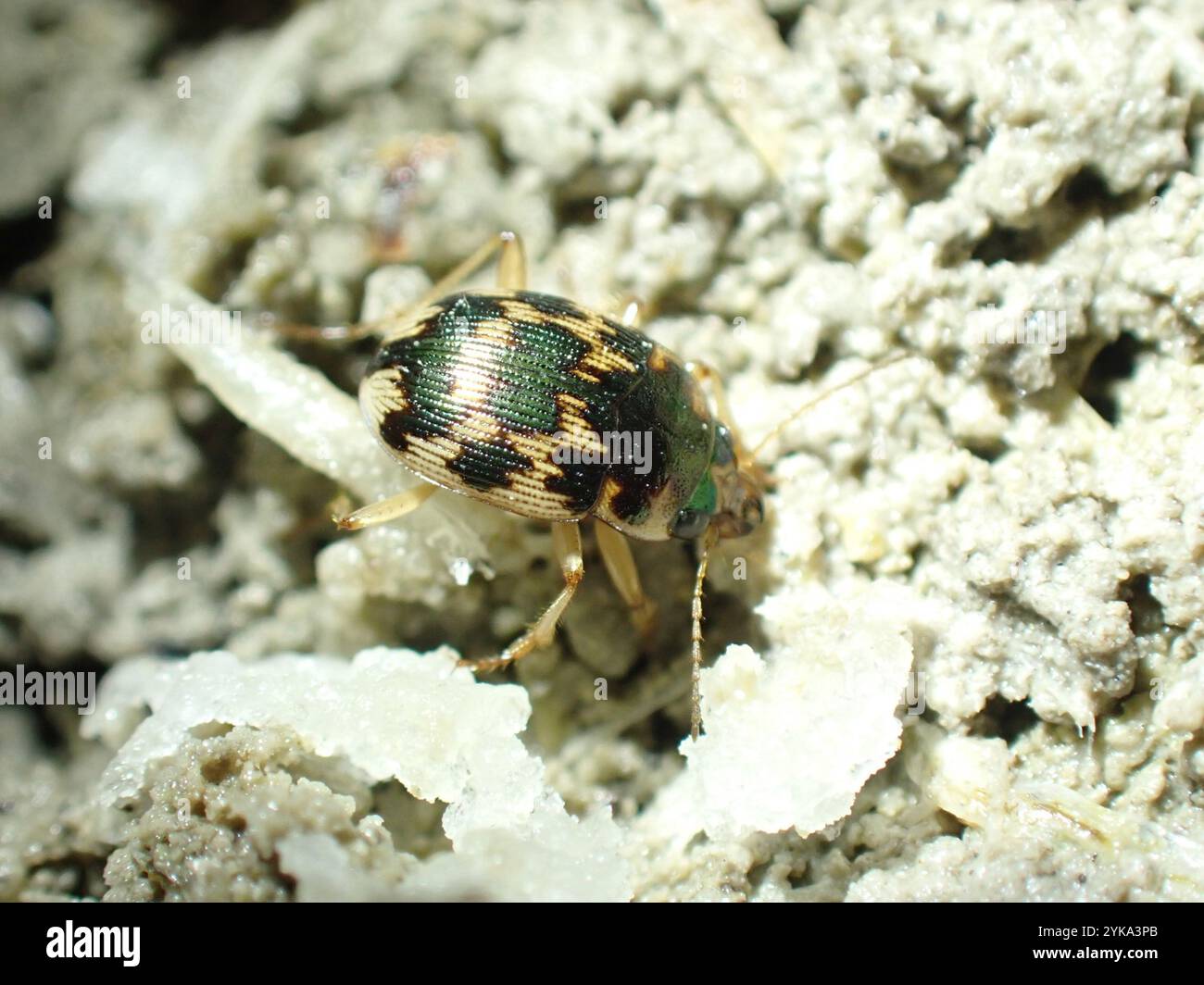 Round sand beetles (Omophron Stock Photo - Alamy