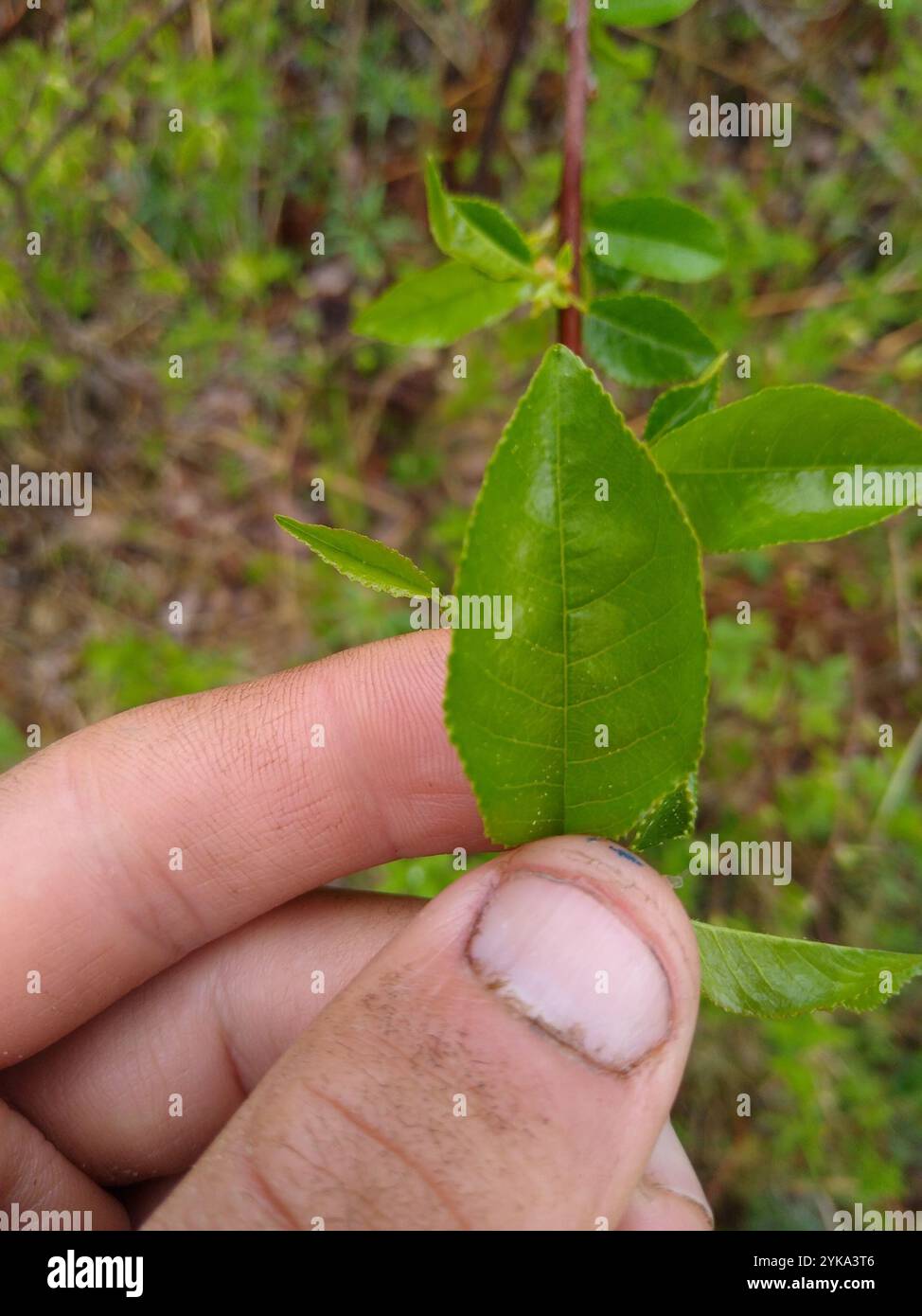 fire cherry (Prunus pensylvanica Stock Photo - Alamy