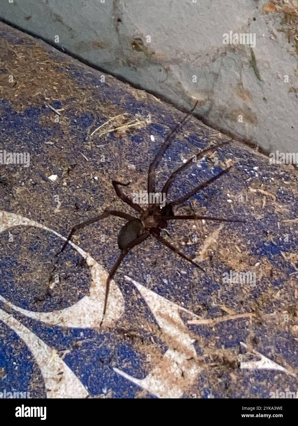 Brown Recluse (Loxosceles reclusa Stock Photo - Alamy