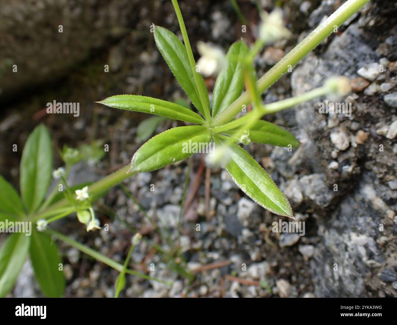 Fragrant Bedstraw Galium Triflorum Stock Photo Alamy Fragrant Bedstraw Galium Triflorum Stock Photo Alamy