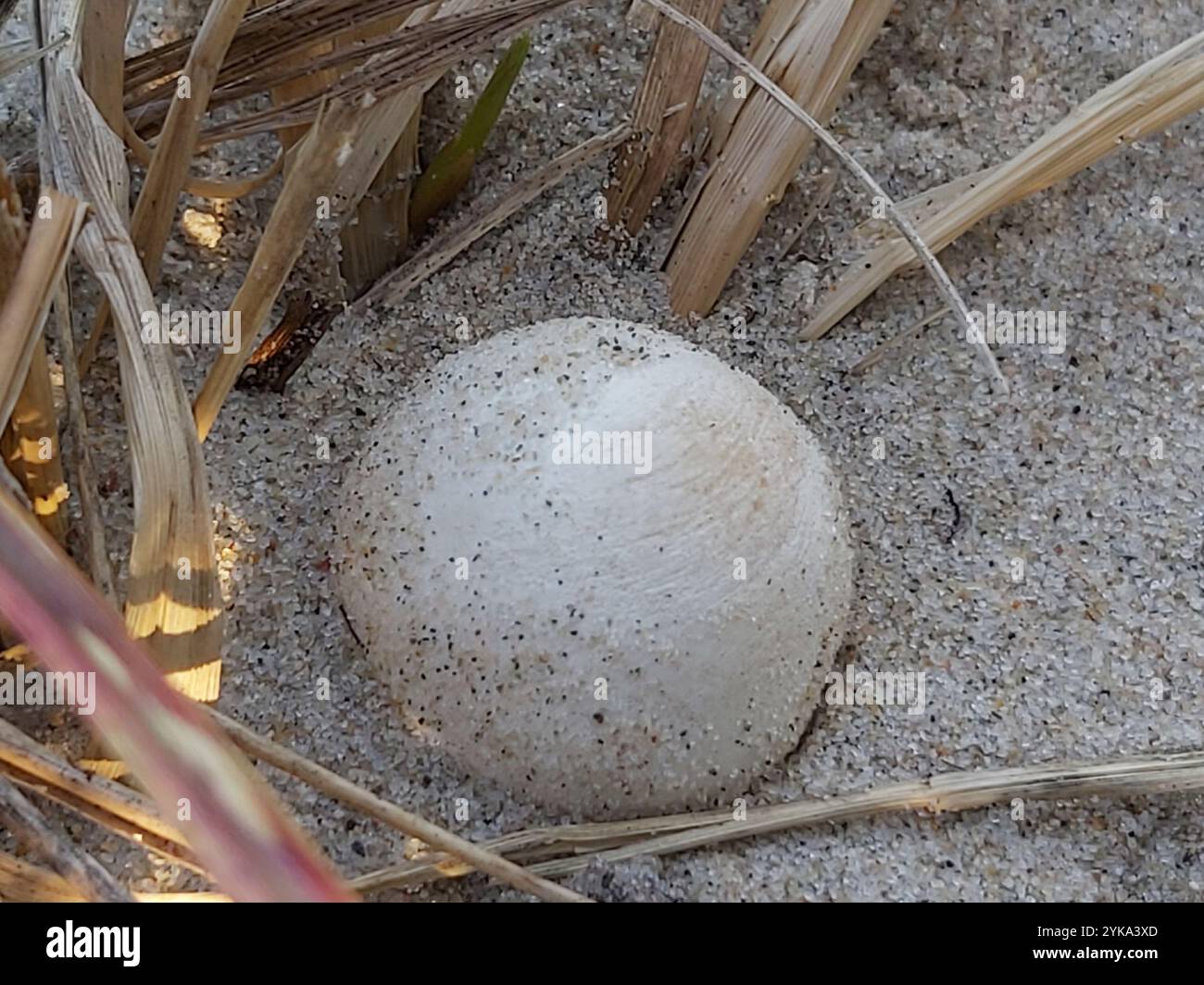 dune stinkhorn (Phallus hadriani Stock Photo - Alamy