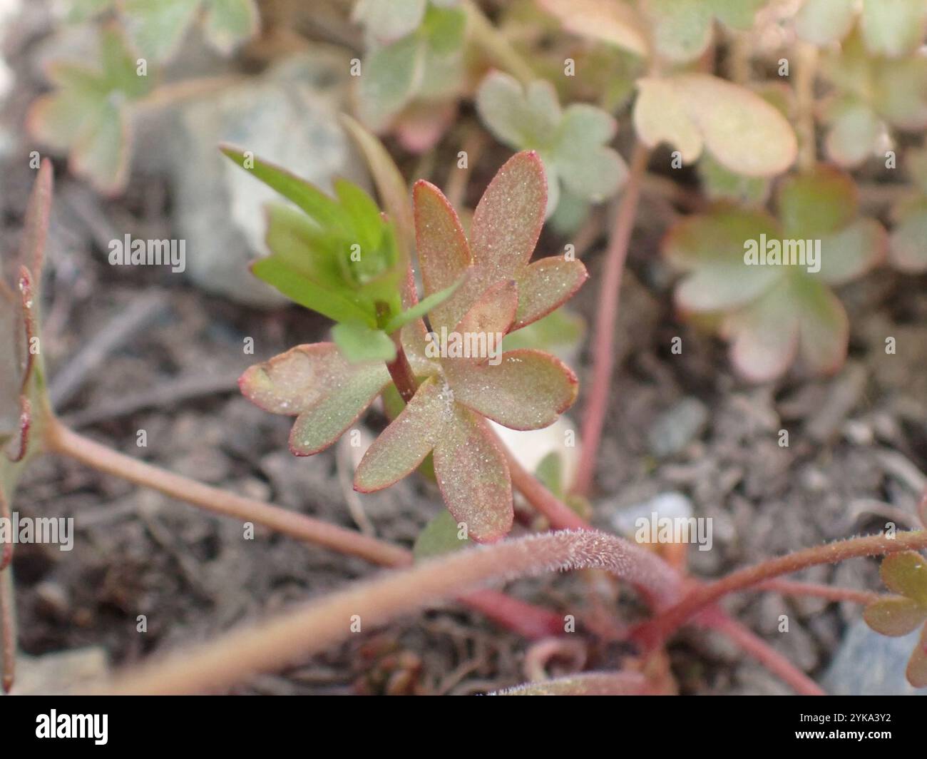 Bulbous woodland star (Lithophragma glabrum Stock Photo - Alamy