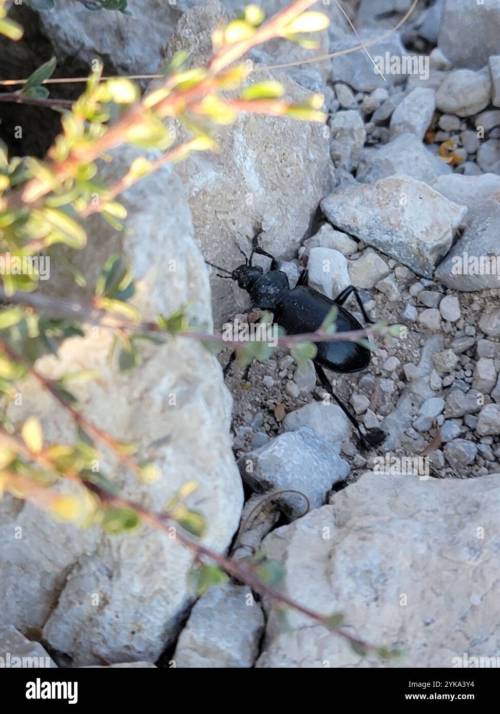 Caterpillar-hunter Beetles (Calosoma Stock Photo - Alamy