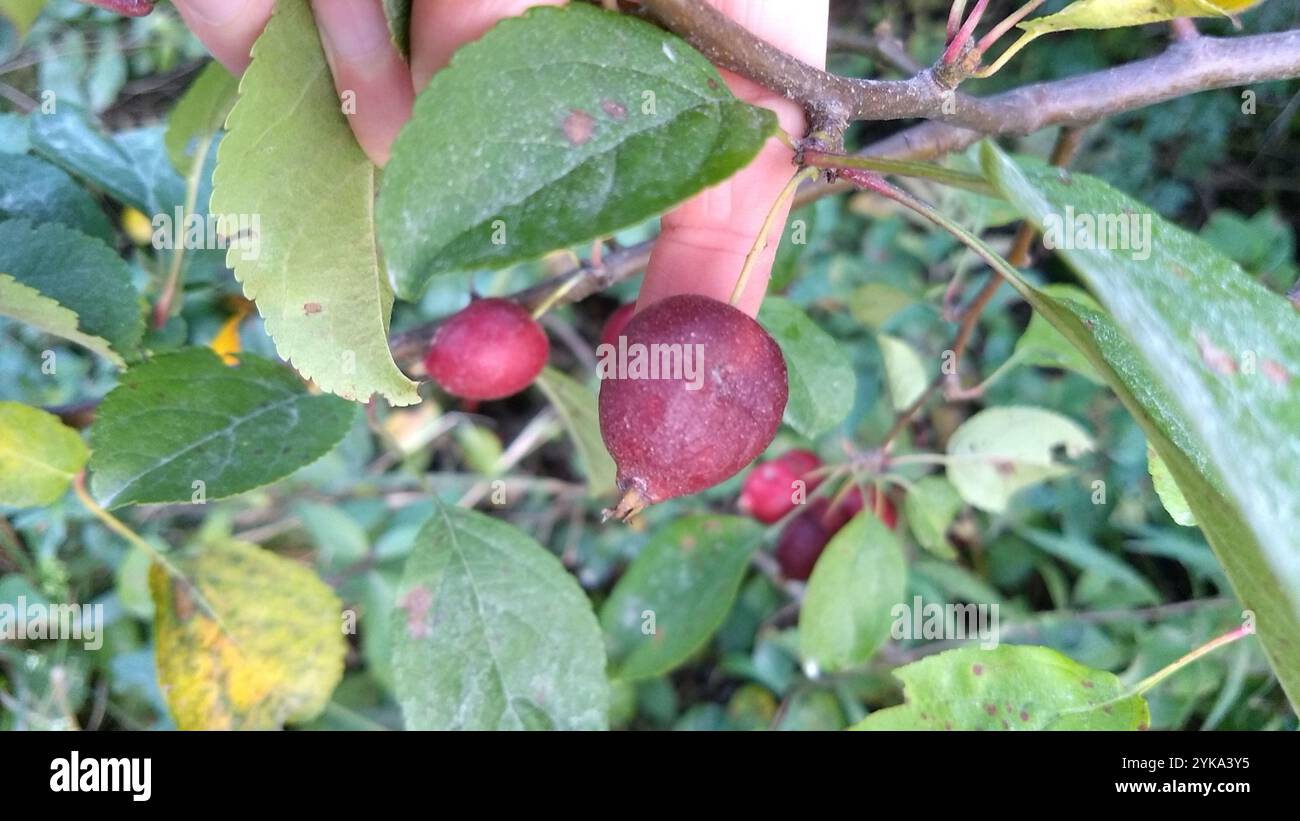 Siberian crabapple (Malus baccata Stock Photo - Alamy