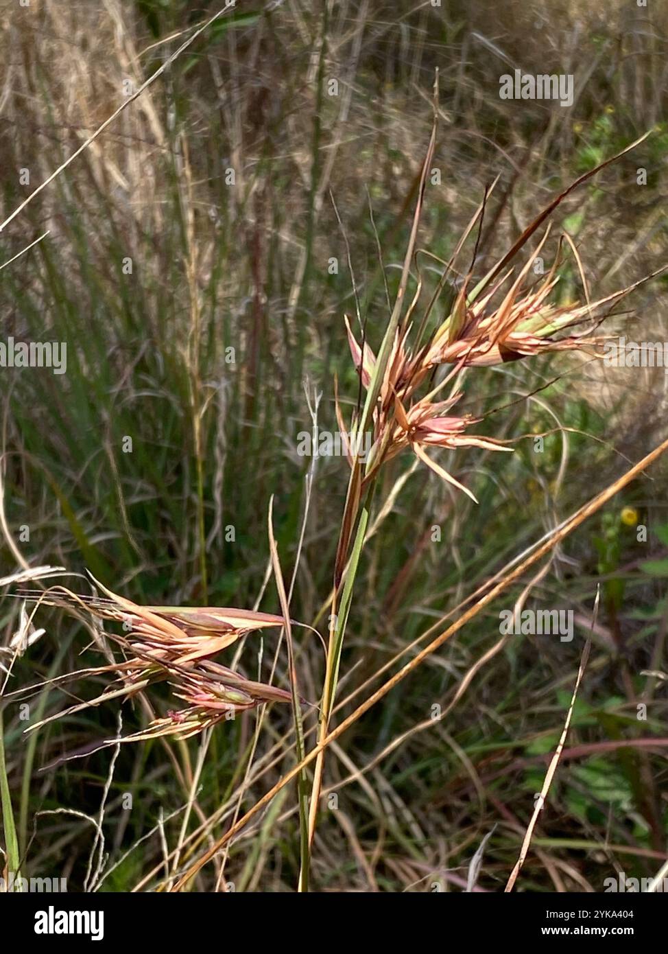 Themeda triandra hi-res stock photography and images - Alamy