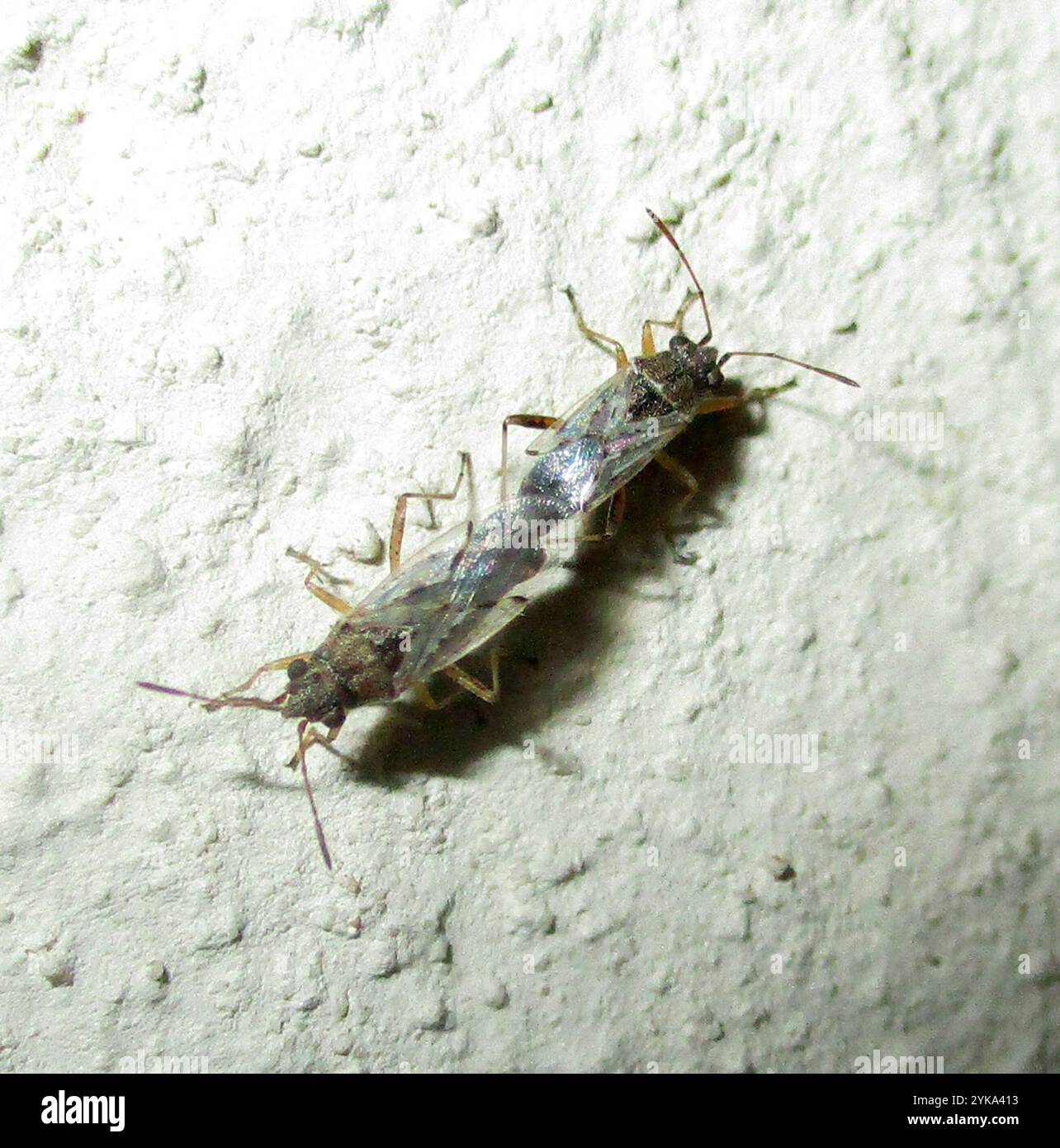 False chinch bugs (Nysius Stock Photo - Alamy
