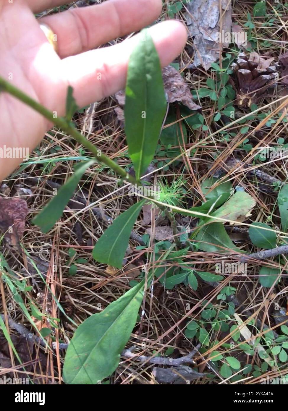 slender goldenrod (Solidago erecta Stock Photo - Alamy