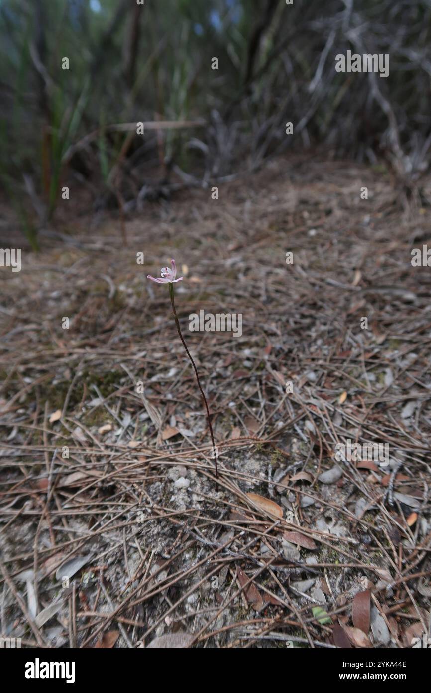 Dusky Fingers (Caladenia fuscata Stock Photo - Alamy
